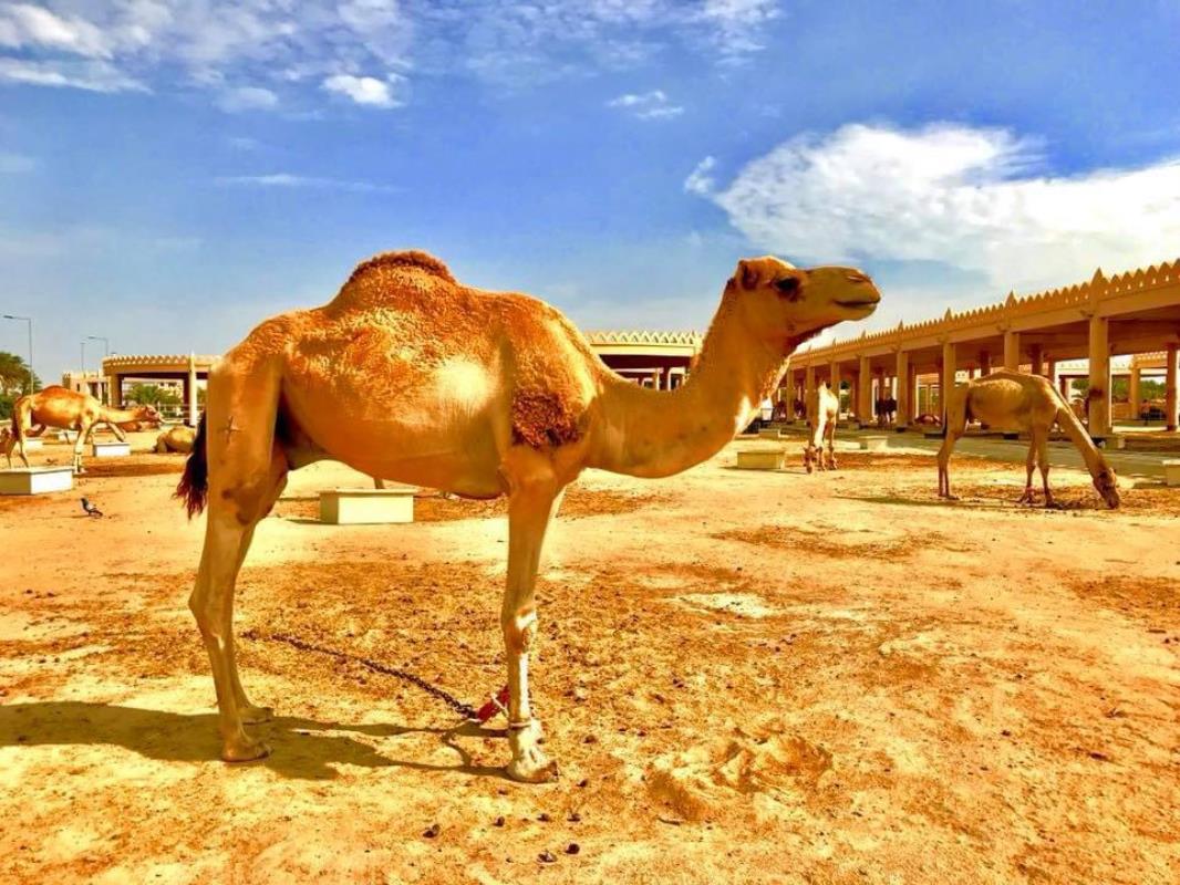 Royal Camel Farm (Bahrain)